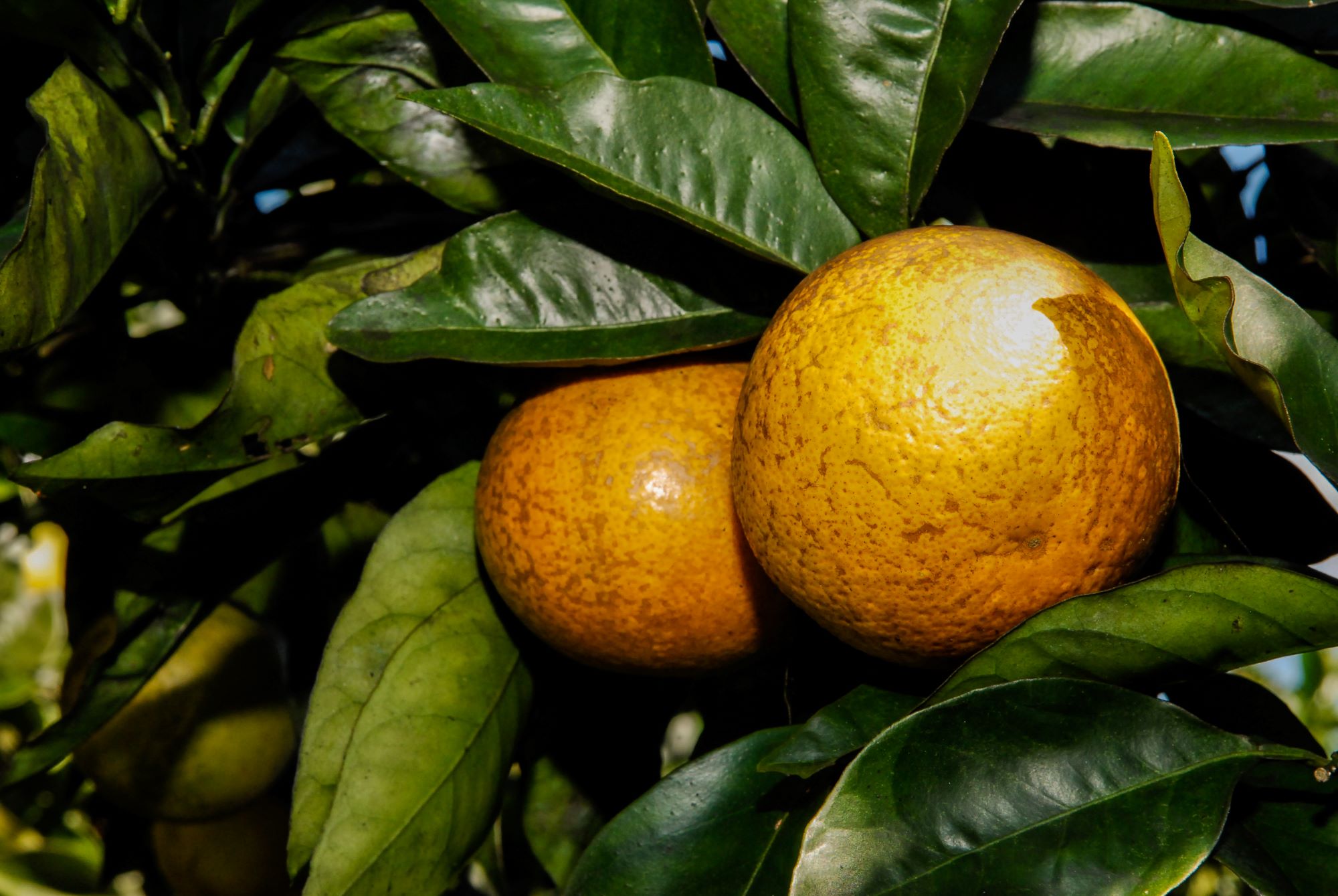 Tangor – Siva Industrie